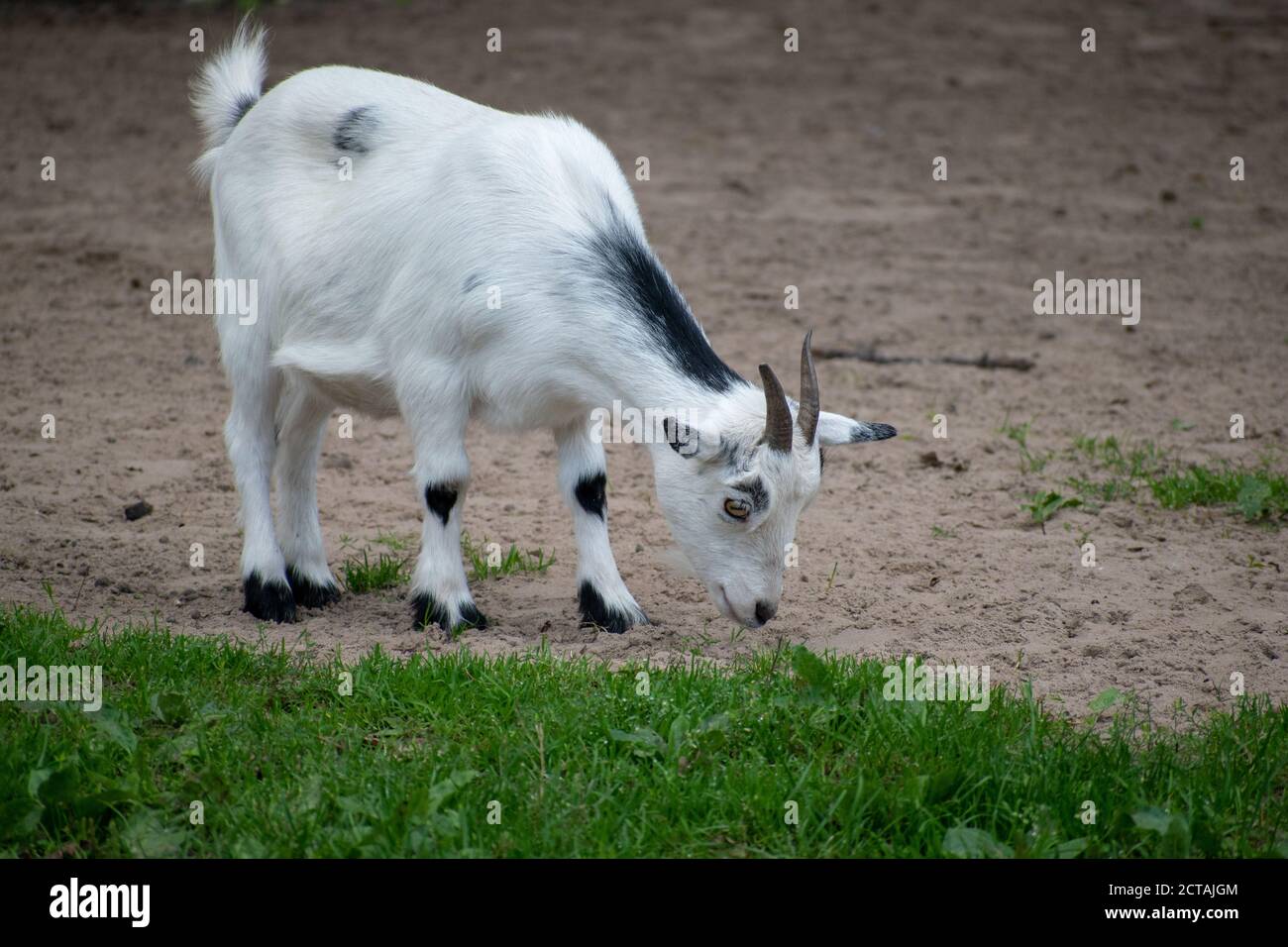 Closeup shot pet goat hi-res stock photography and images - Alamy