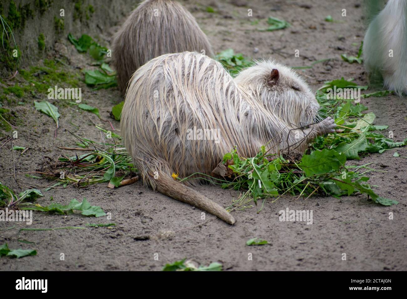 Closeup shot of a capybara Stock Photo - Alamy