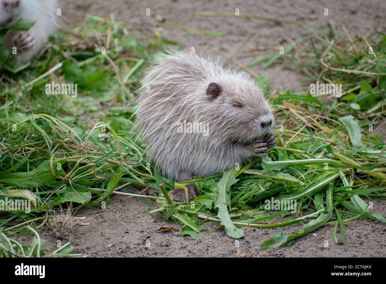Capybara pet hi-res stock photography and images - Alamy