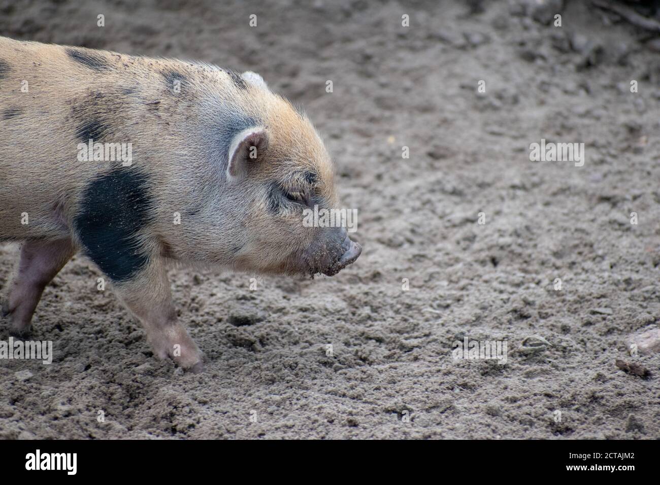 Closeup shot pig in hi-res stock photography and images - Alamy