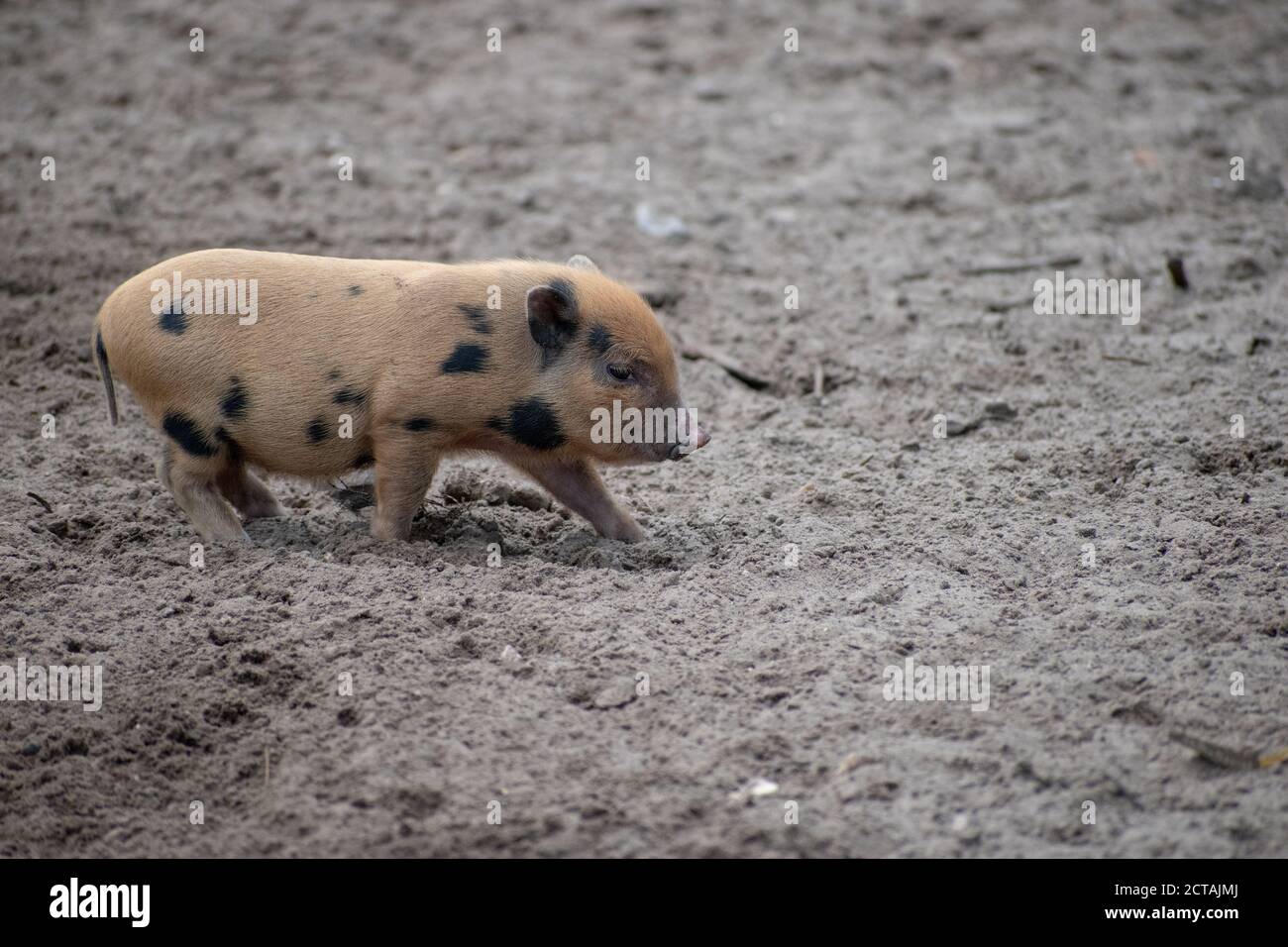 Closeup shot of a pig Stock Photo - Alamy