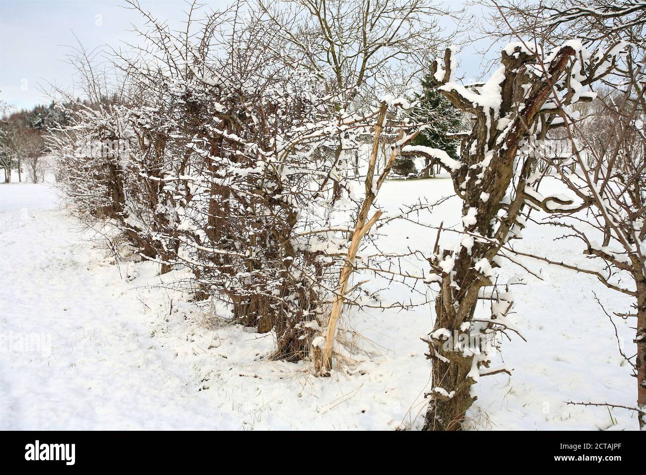 snow covered hedges in winter time Stock Photo - Alamy