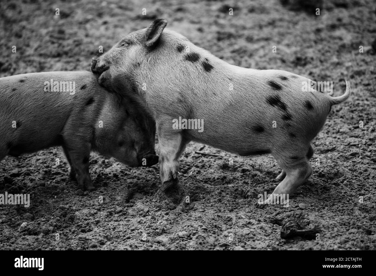 Cute pigs head Black and White Stock Photos & Images - Alamy