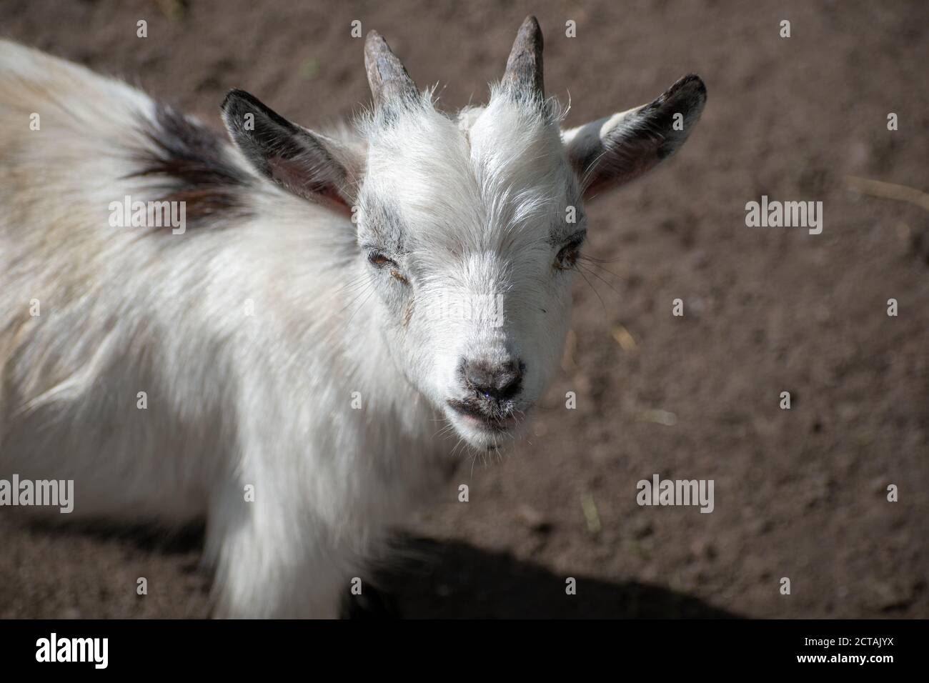 Closeup shot pet goat hi-res stock photography and images - Alamy