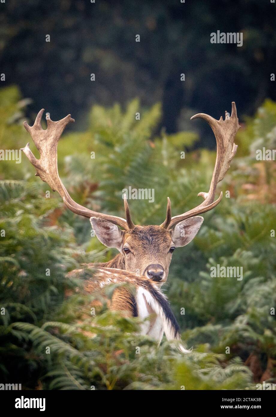New Forest, Hampshire. 22nd September 2020. UK Weather. Fallow Deer ...