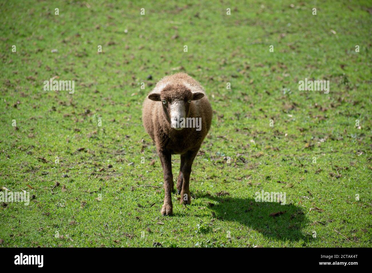 Closeup shot of a sheep Stock Photo - Alamy