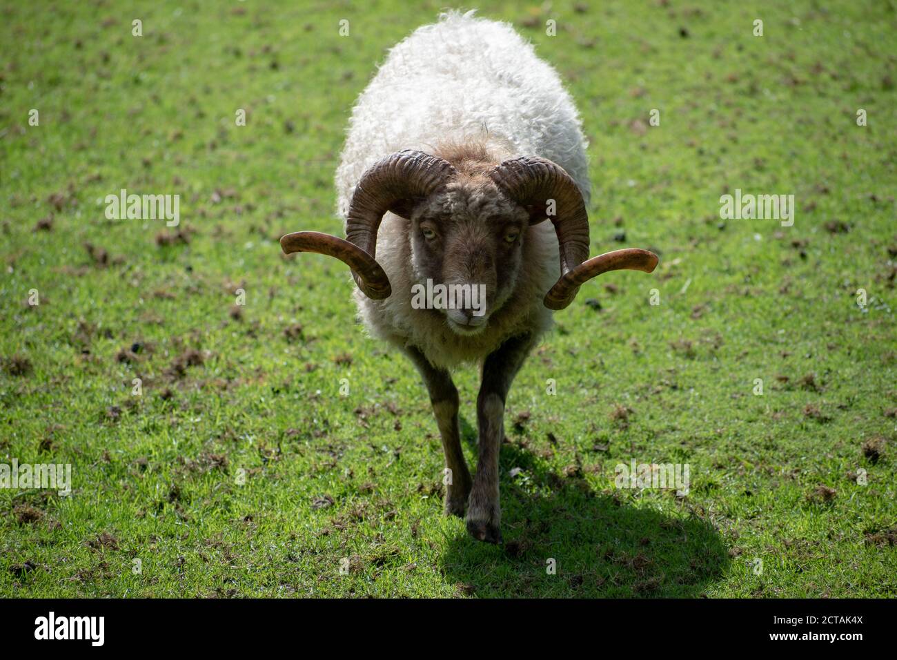 Closeup shot of a ram Stock Photo - Alamy