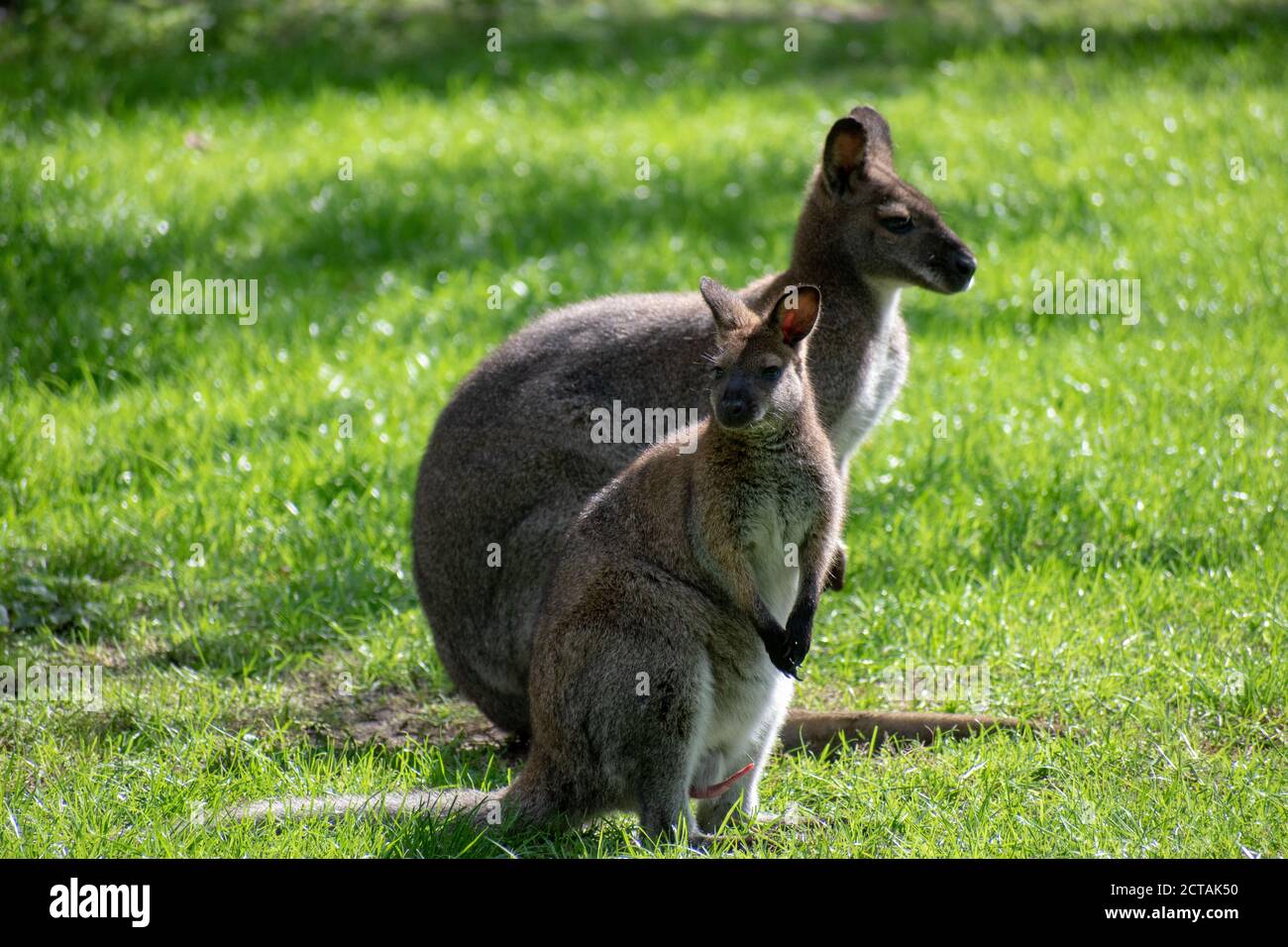 Closeup shot of kangaroos Stock Photo - Alamy