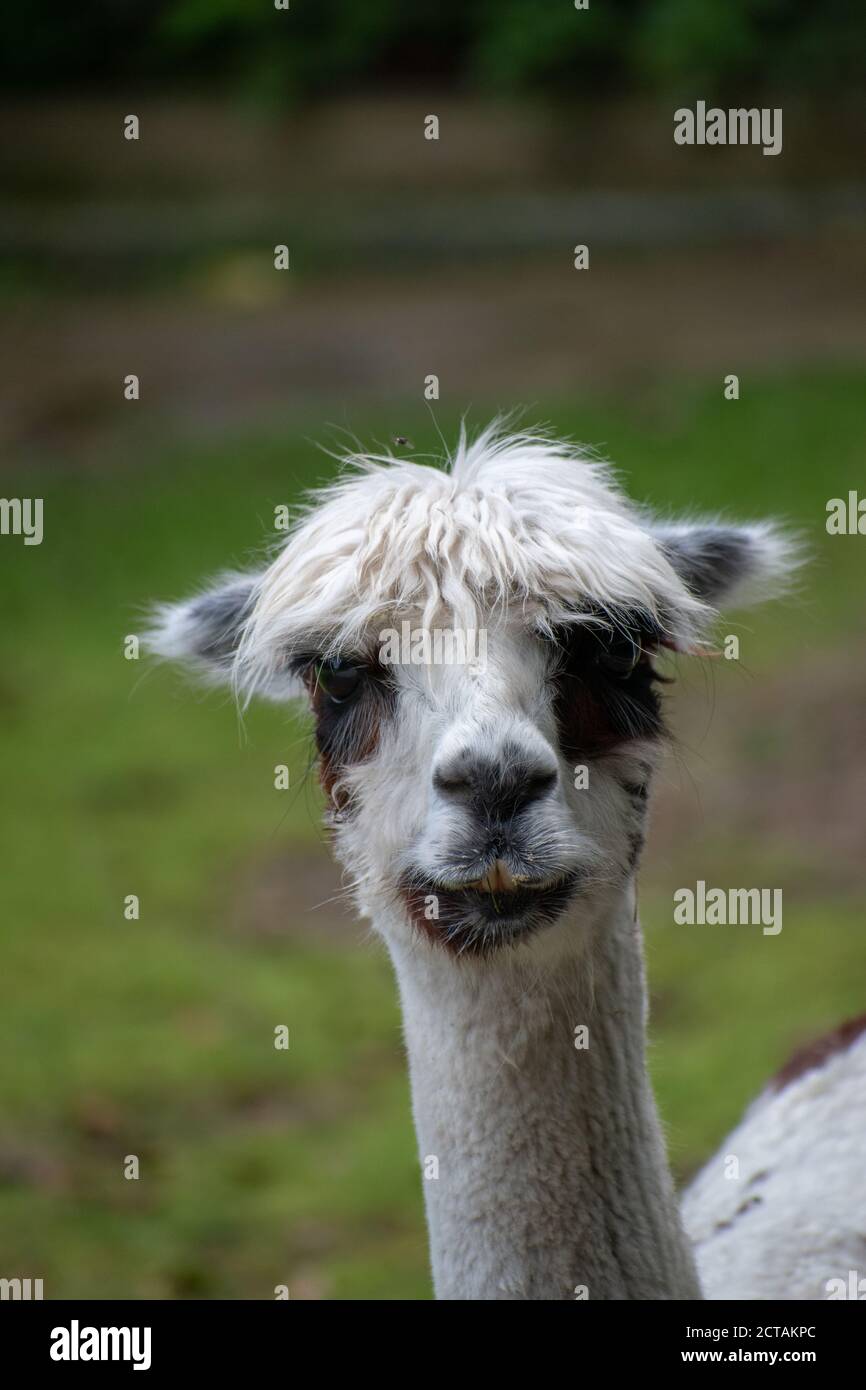 Llama colours hi-res stock photography and images - Alamy