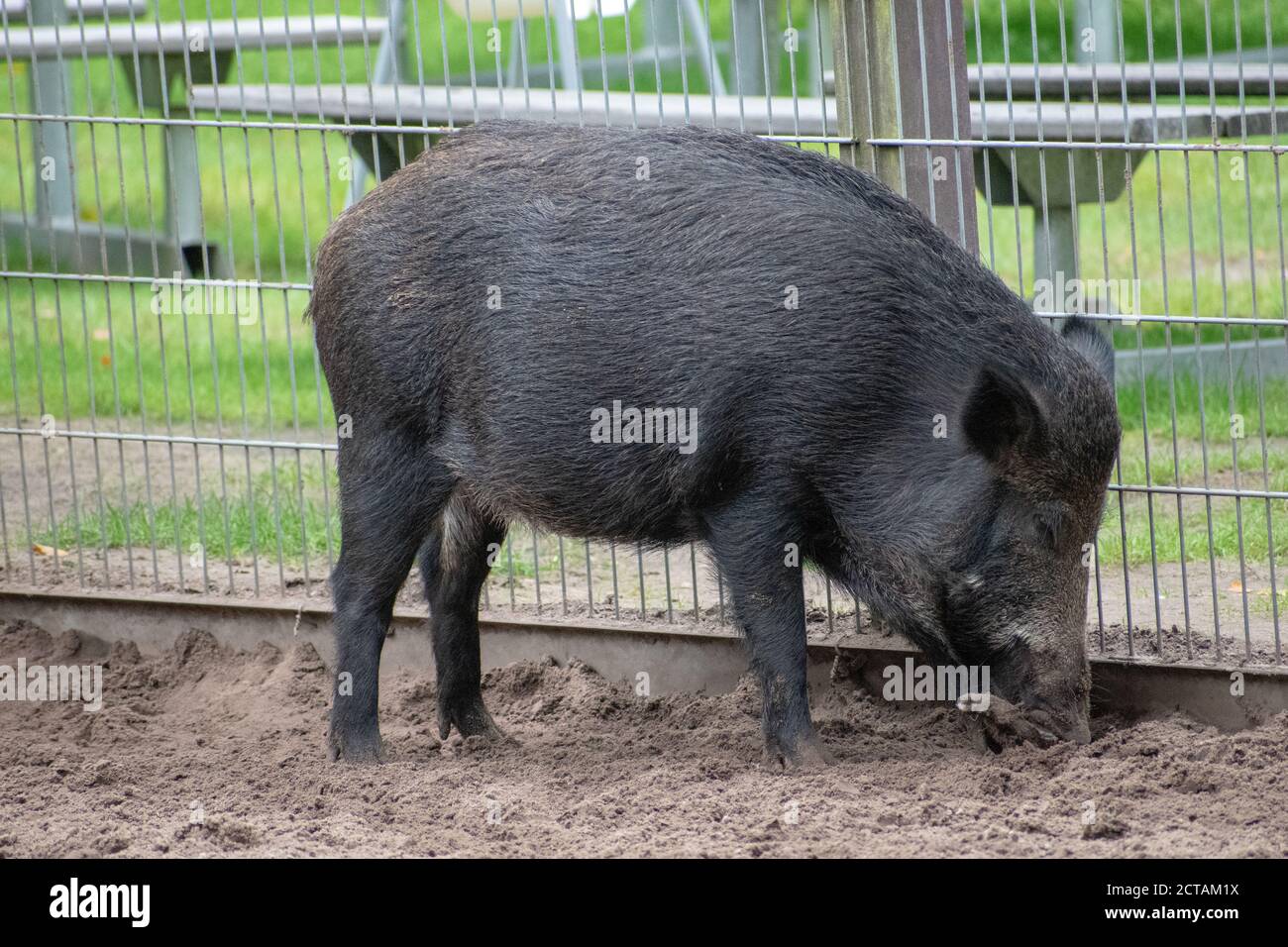 Black pig zoo hi-res stock photography and images - Alamy
