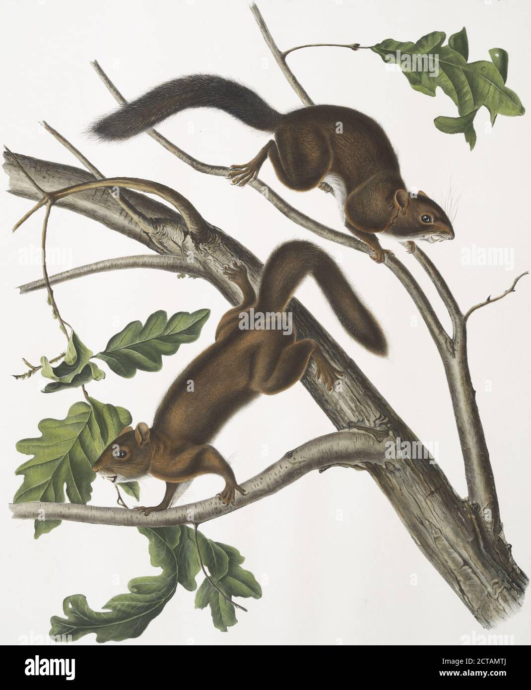 Sciurus mollipilosus hi-res stock photography and images - Alamy