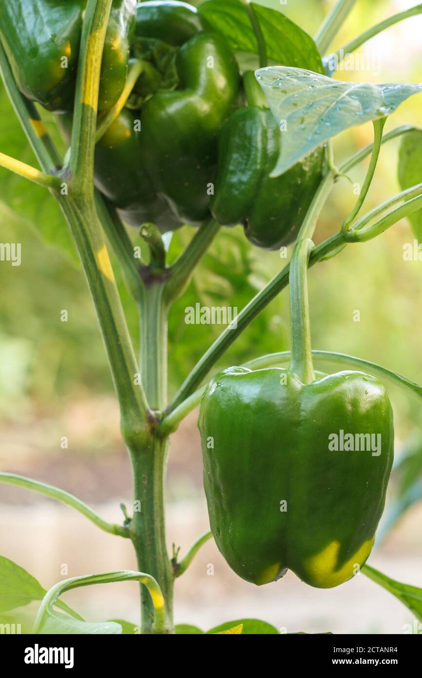 Bell peppers growing on a bush in the garden. Bulgarian or sweet pepper ...