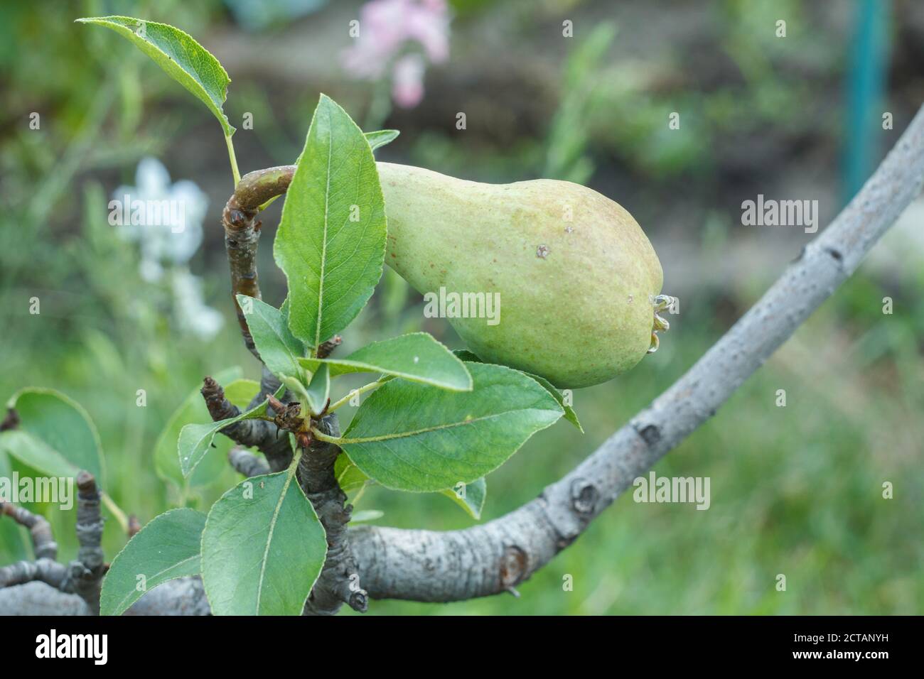 Fruit of immature pear on a branch of the tree with leaves. Fruits ...