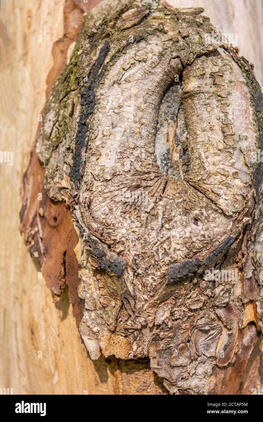Texture of bark of ancient mighty oak tree trunk with moss and lichen ...