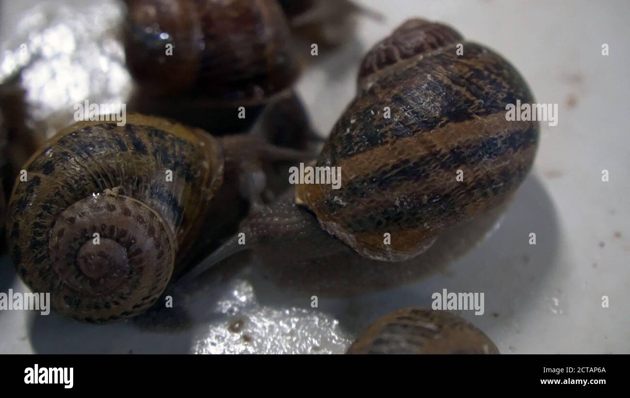 One snail one the snail shell of another one hi-res stock photography ...