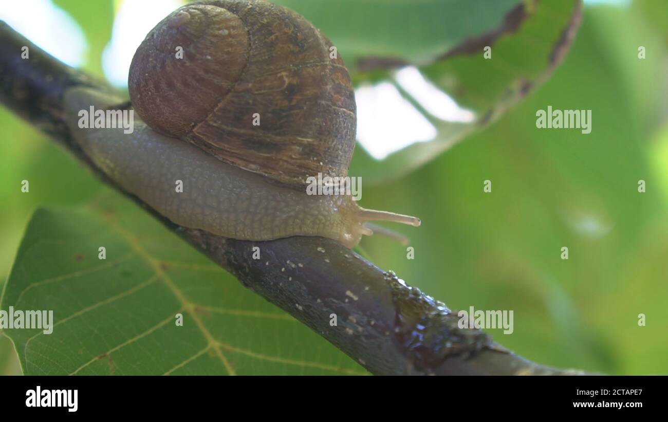 Parasite on another animal hi-res stock photography and images - Alamy