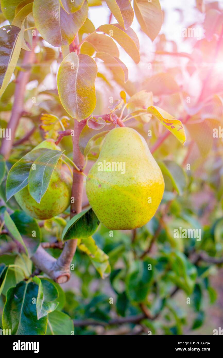 Hanging pears tree hi-res stock photography and images - Alamy