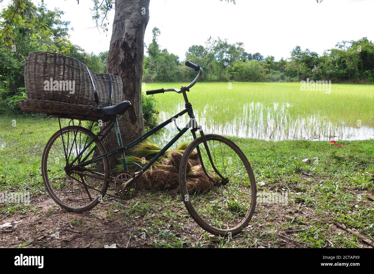 Thailand rice fields bike hi-res stock photography and images - Alamy