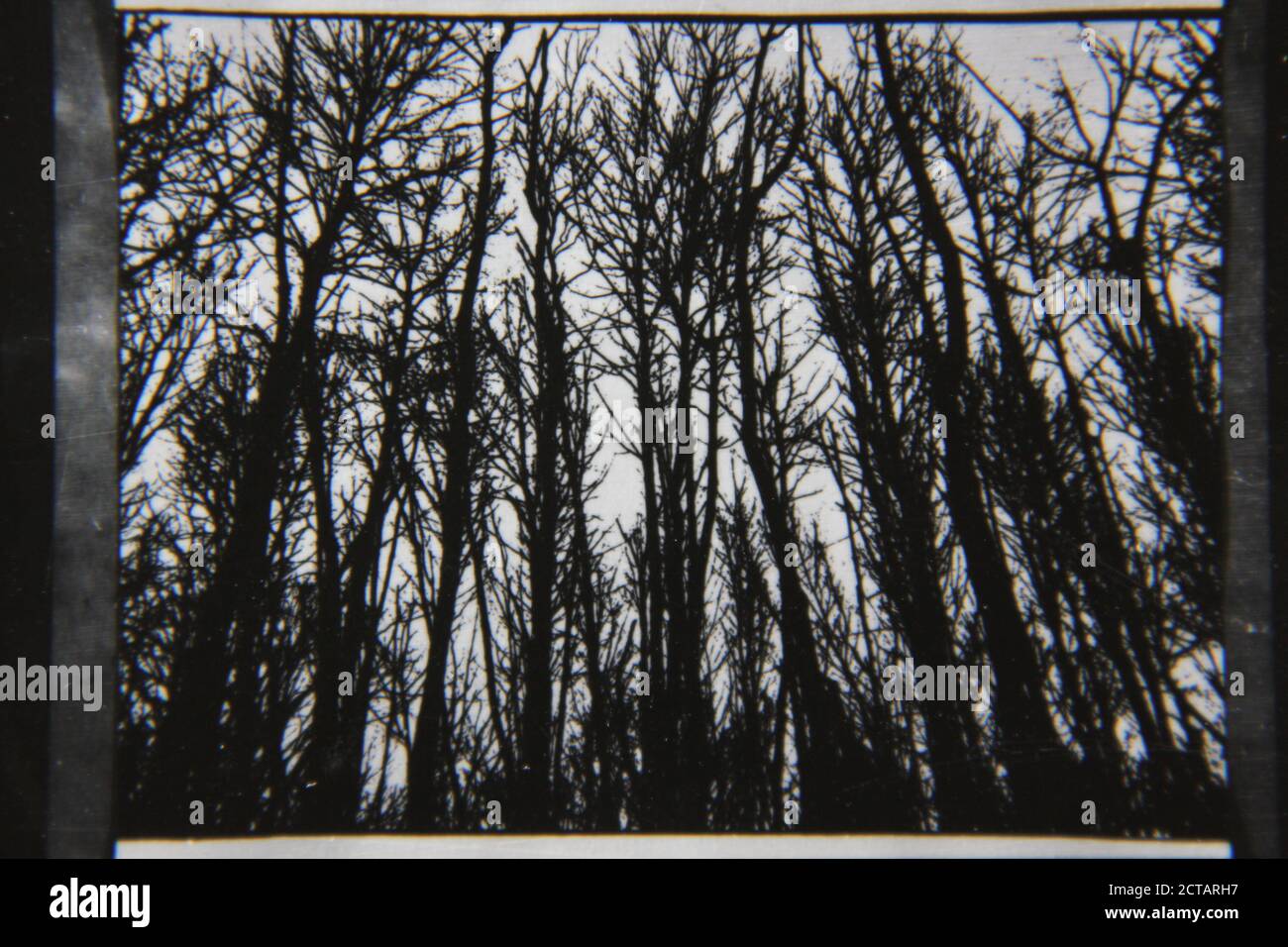 Fine 1970s black and white photography of a forest full of trees Stock ...