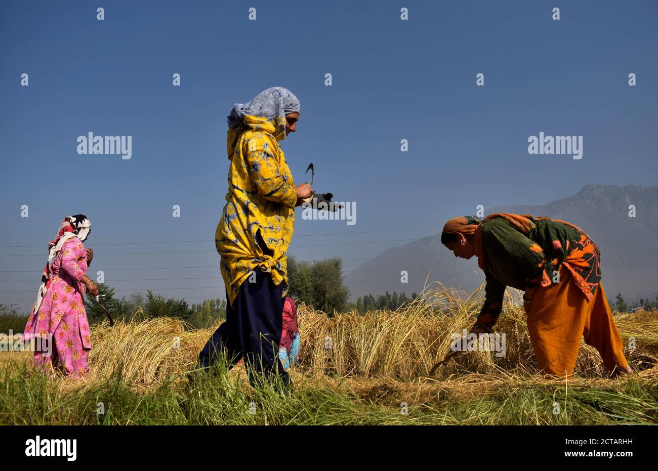 Kashmiri farmers hi-res stock photography and images - Alamy