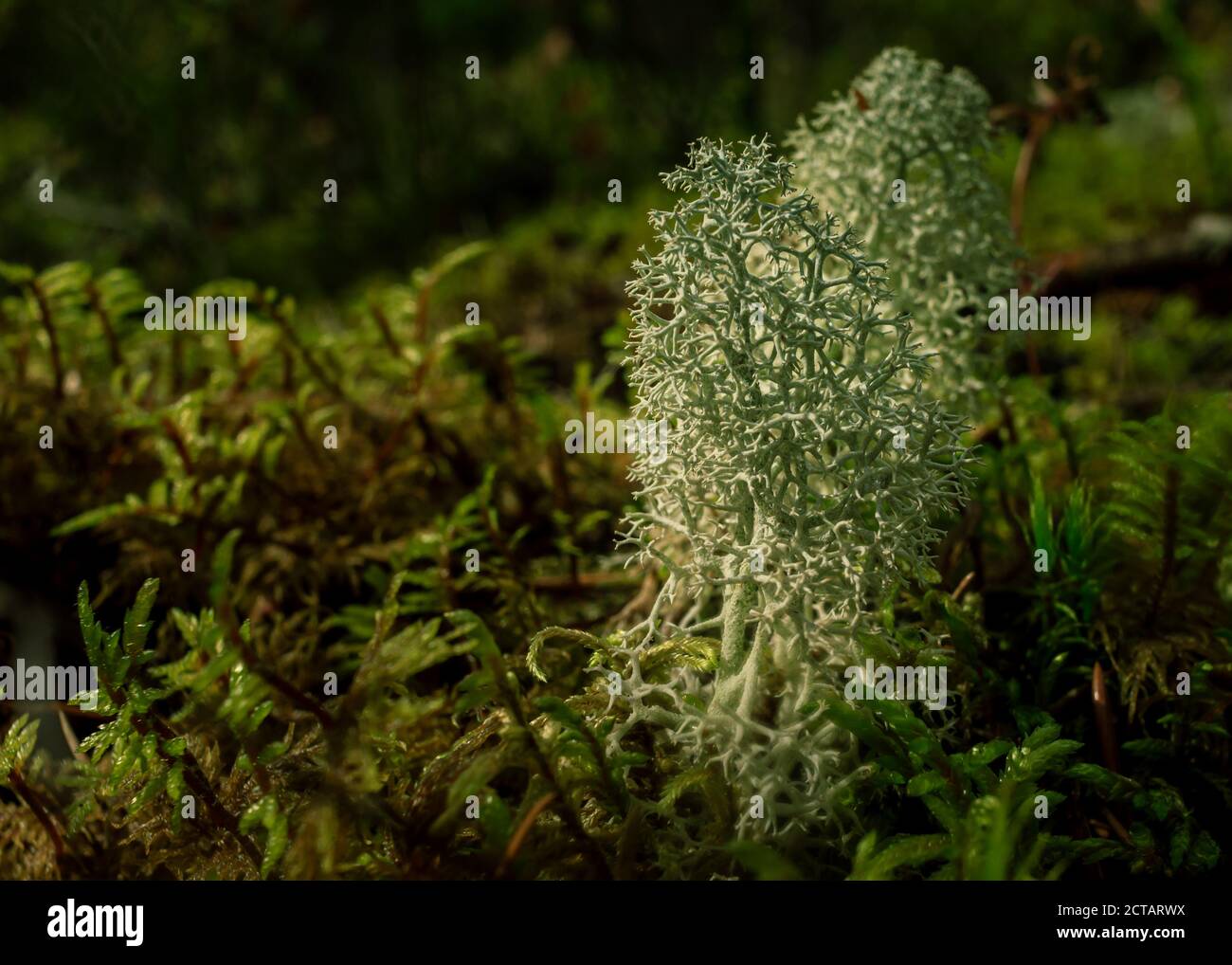Moss covered ground in green natural rain forest Stock Photo - Alamy