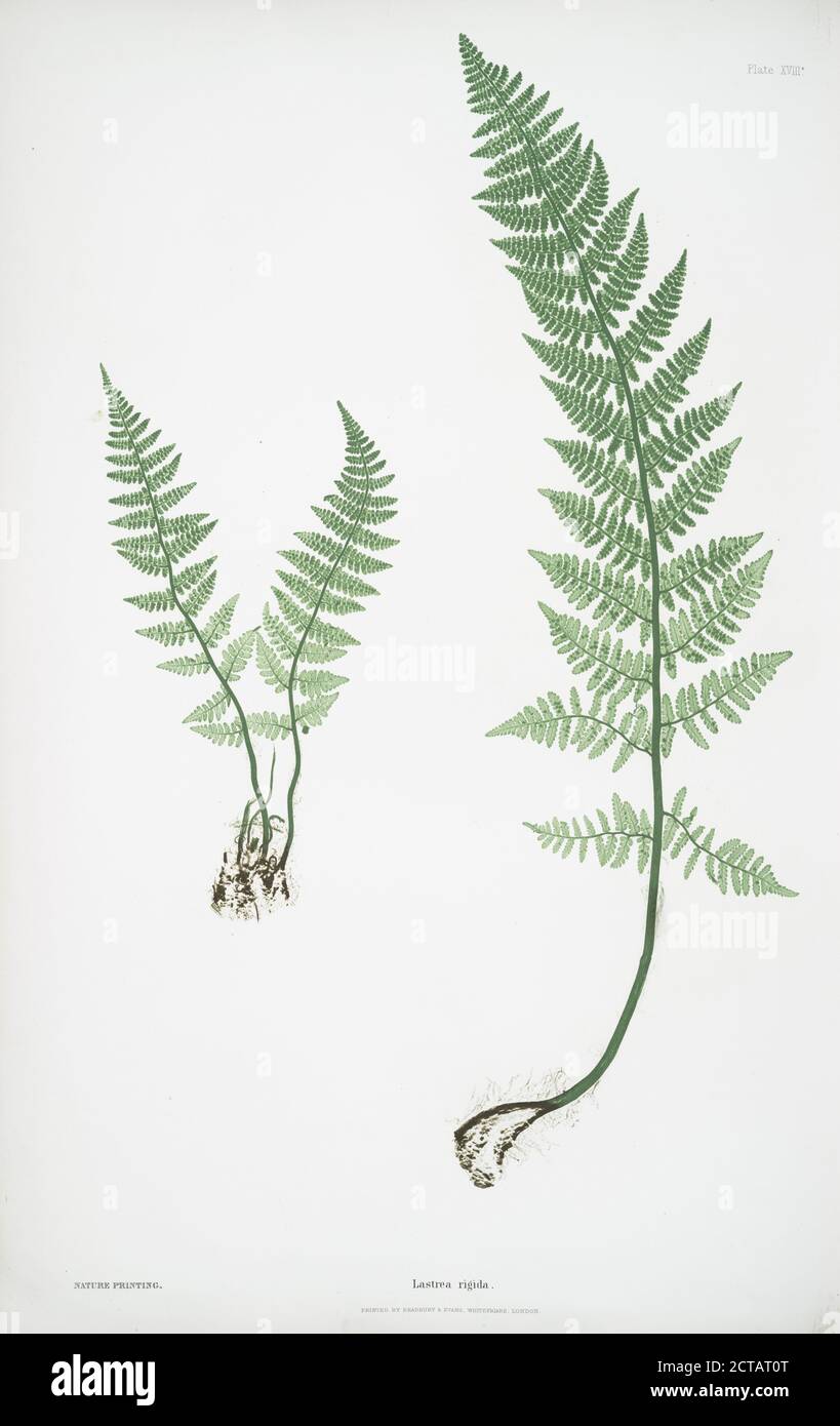Lastrea rigida. The rigid buckler fern, still image, Prints, 1857 ...