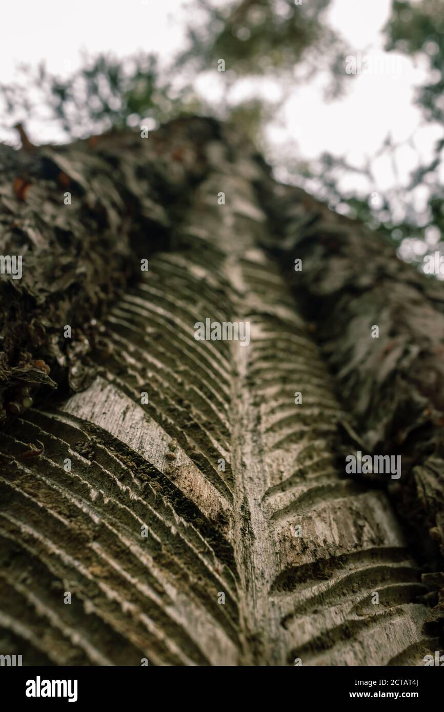 Carved soft tree view, resin extraction old method tehnique Stock Photo ...