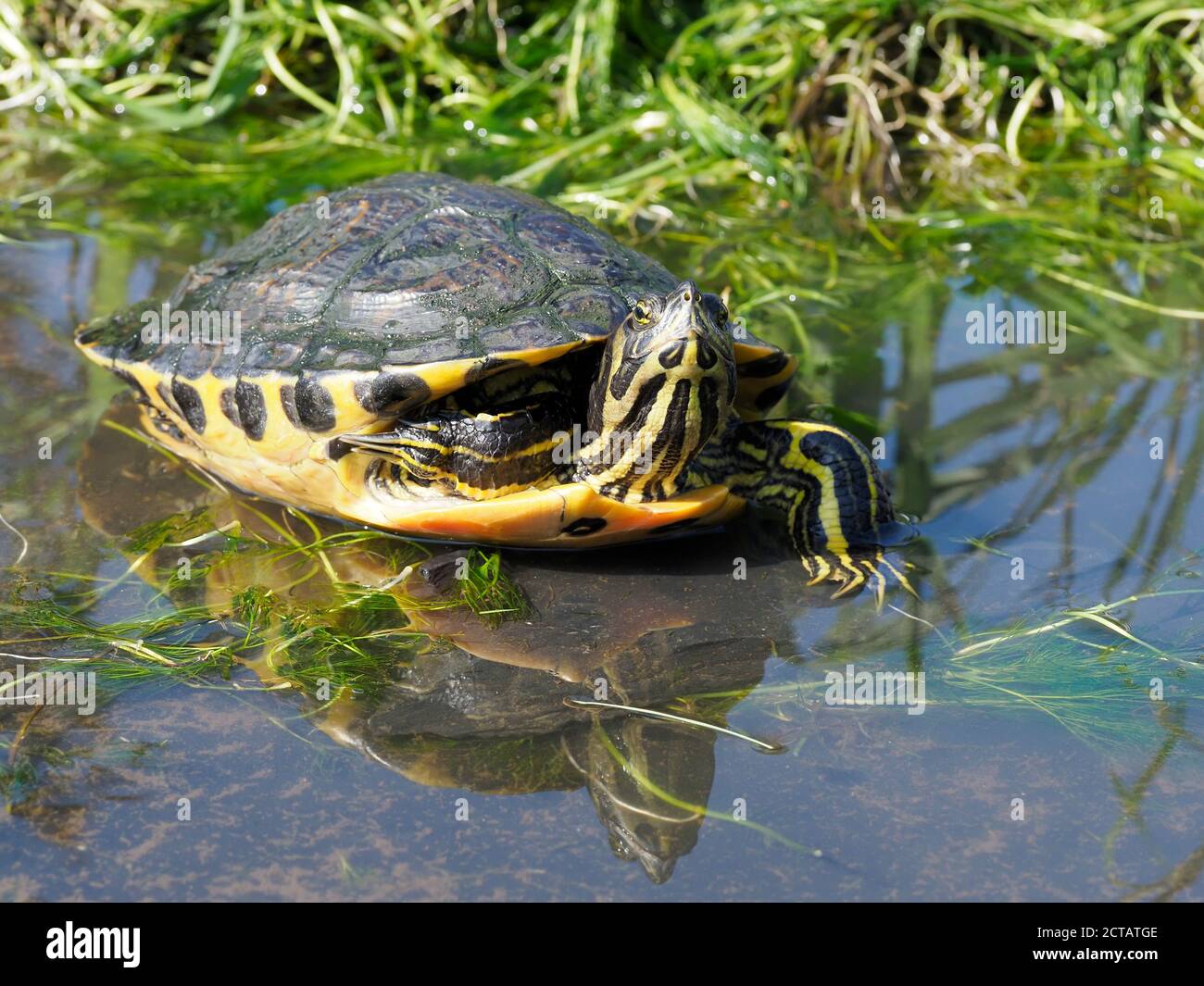Yellow-bellied slider, Trachemys scripta scripta, single reptile in ...
