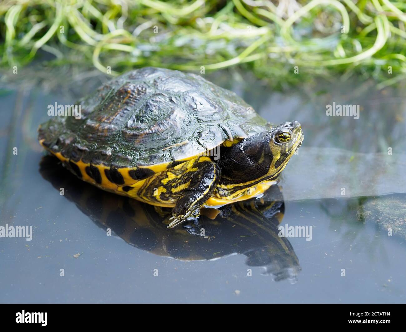 Yellow bellied slider trachemys scripta scripta hi-res stock ...