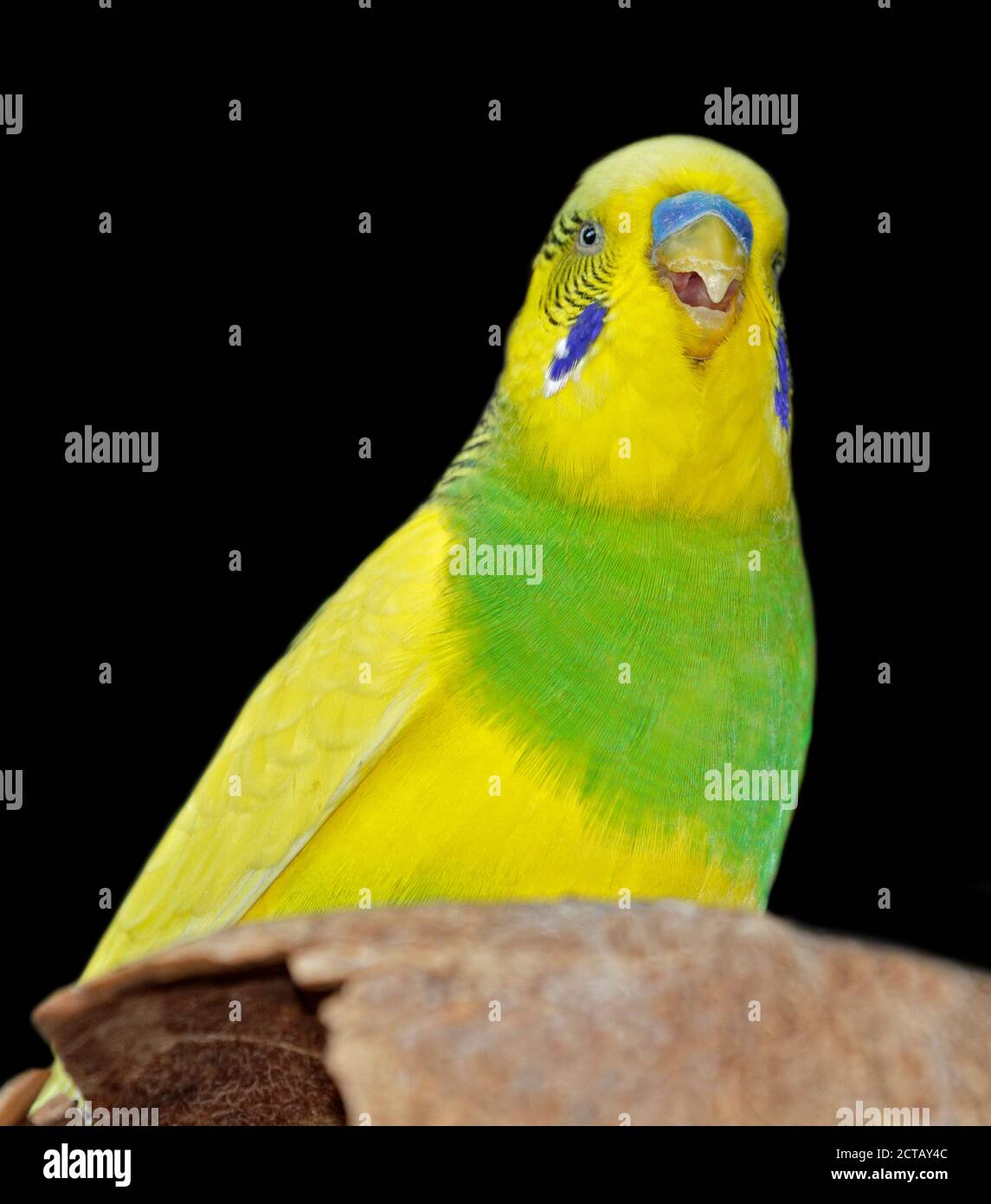 Yellow Budgerigar (melopsittacus undulatus Stock Photo - Alamy