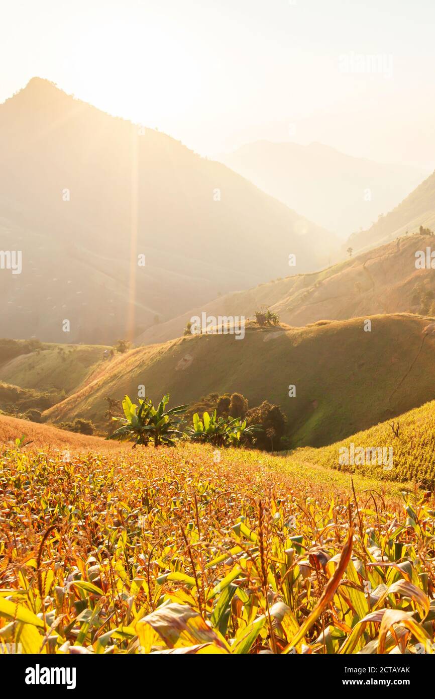 Corn Terraces High Resolution Stock Photography and Images - Alamy
