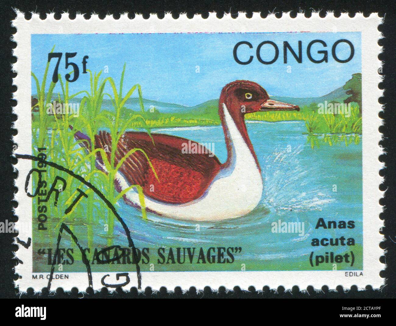 CONGO - CIRCA 1991: stamp printed by Congo, shows duck, circa 1991 ...