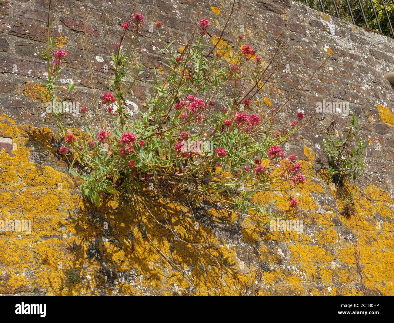 the dutch village kessel at the river maas Stock Photo - Alamy