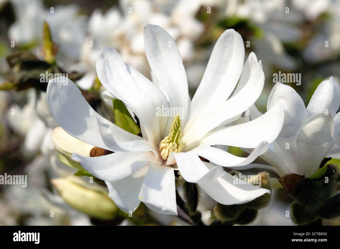 Magnolia Stellata a winter spring white flower shrub plant or small ...