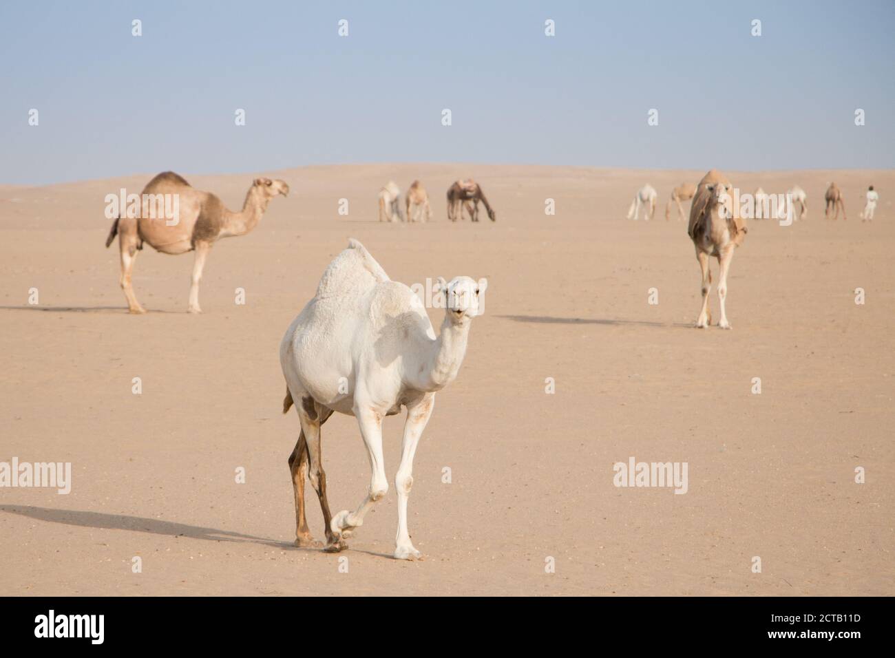 White friendly camel wandering freely in the desert of Kuwait led by ...
