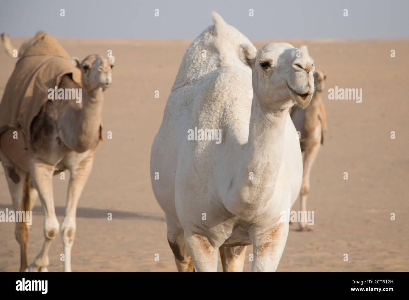 White friendly camel wandering freely in the desert of Kuwait led by ...