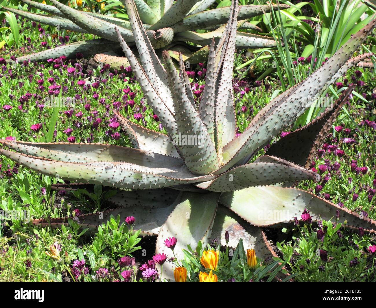 Mountain Aloe (aloe marlothii) a succulent South African plant used in ...
