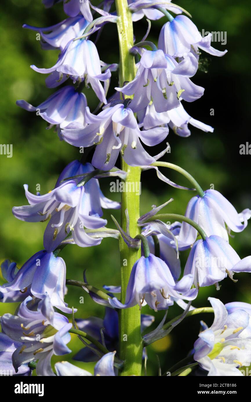 Bluebell a blue spring flower perennial bulb plant stock photo image ...