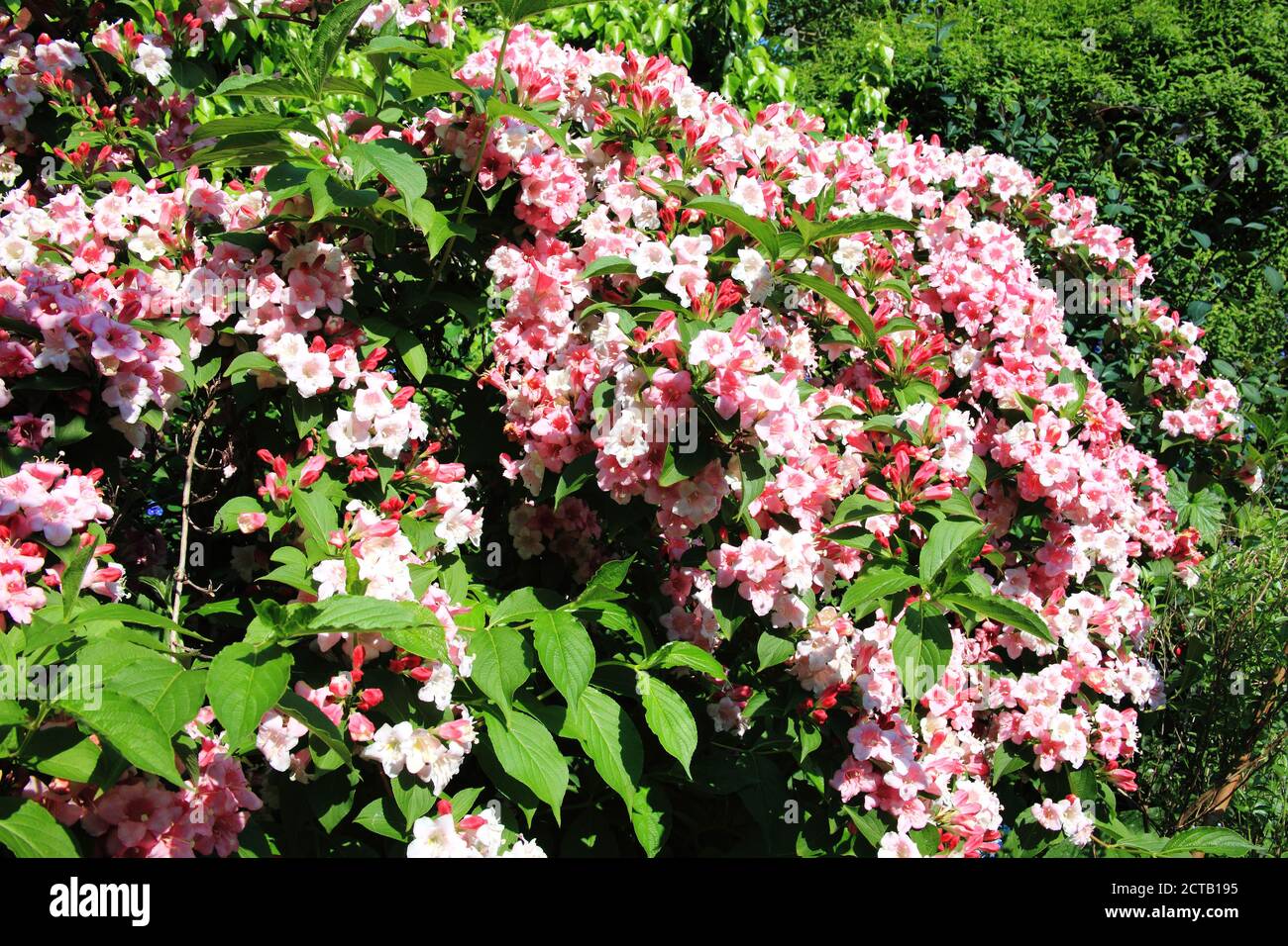 Weigela florida in full flower blossom which is a spring summer ...