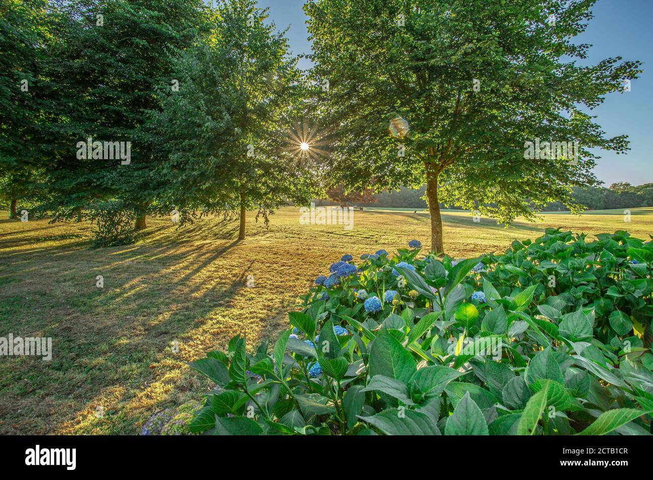 Park scene with green grass, field, flowers, and trees Stock Photo - Alamy