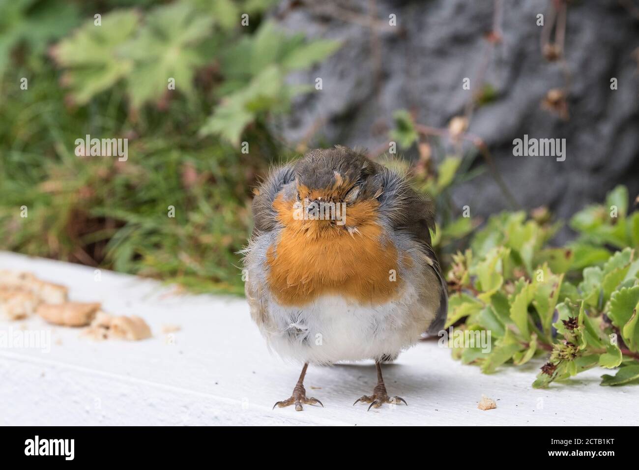 Injured cat hi-res stock photography and images - Alamy