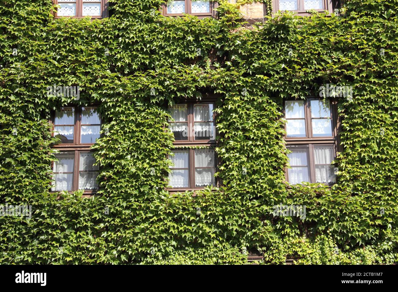 Old town house overgrown green ivy hi-res stock photography and images ...