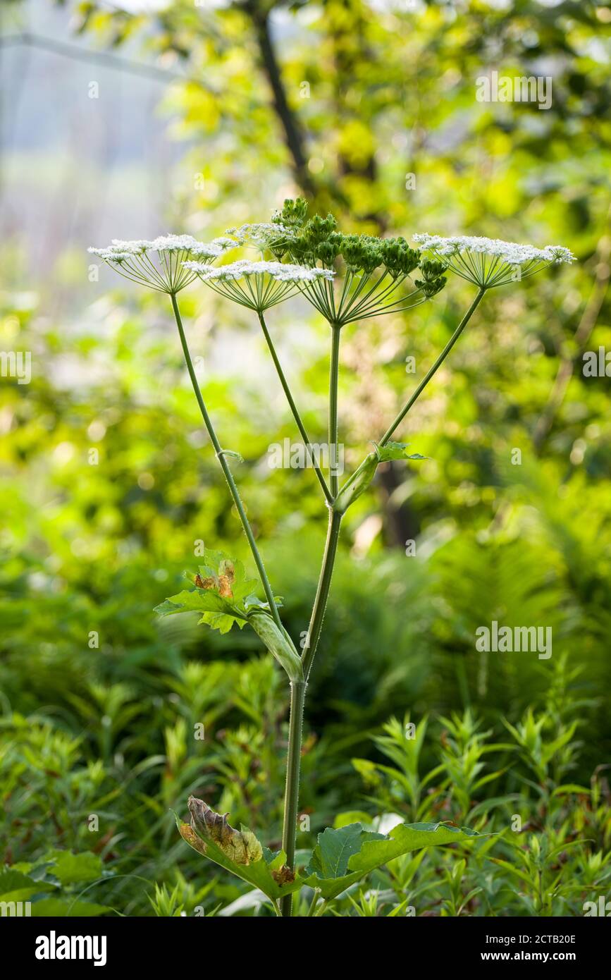 Cow Parsnip (Heracleum maximum Stock Photo - Alamy