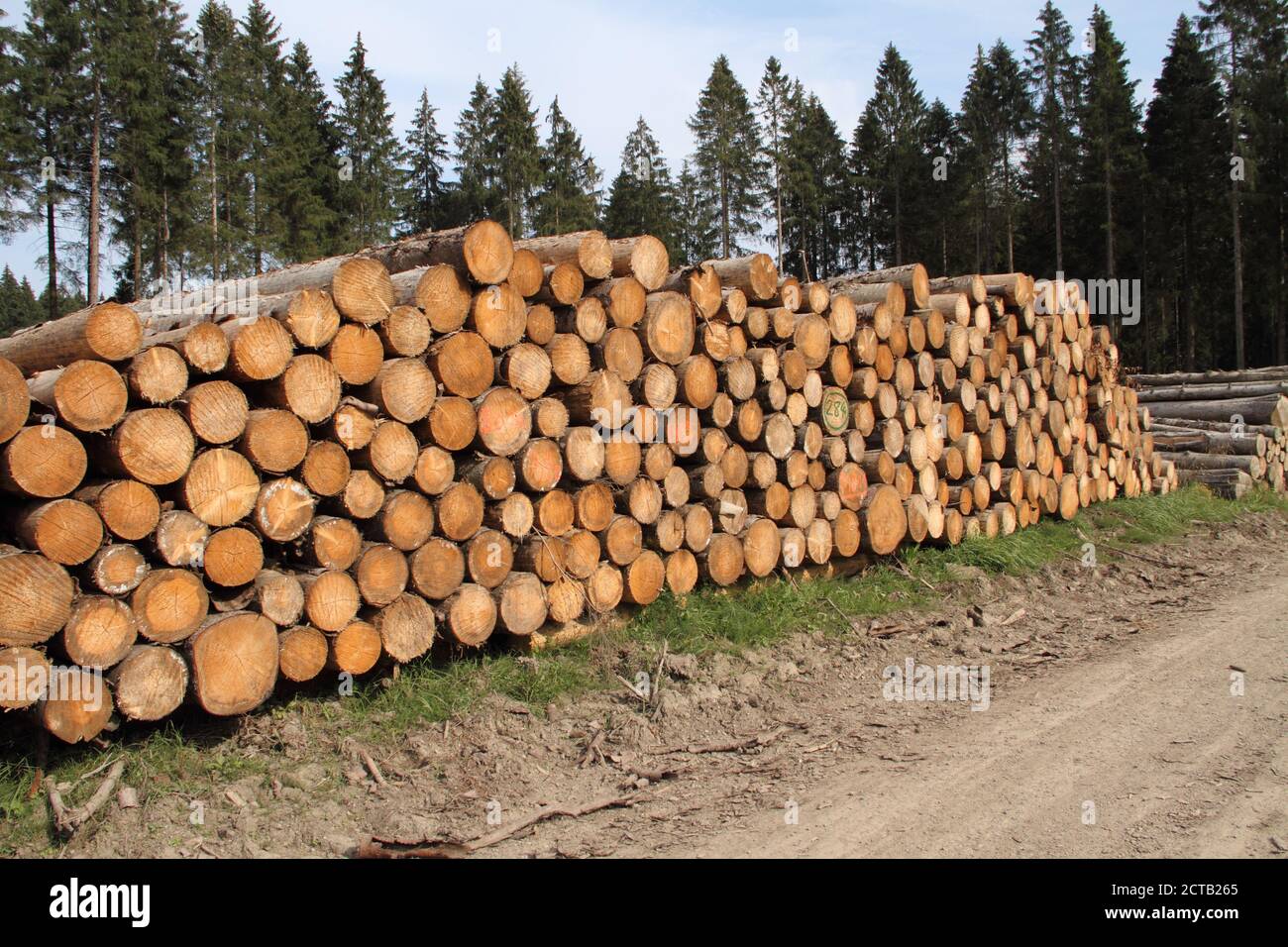 Roundwood forest hi-res stock photography and images - Alamy