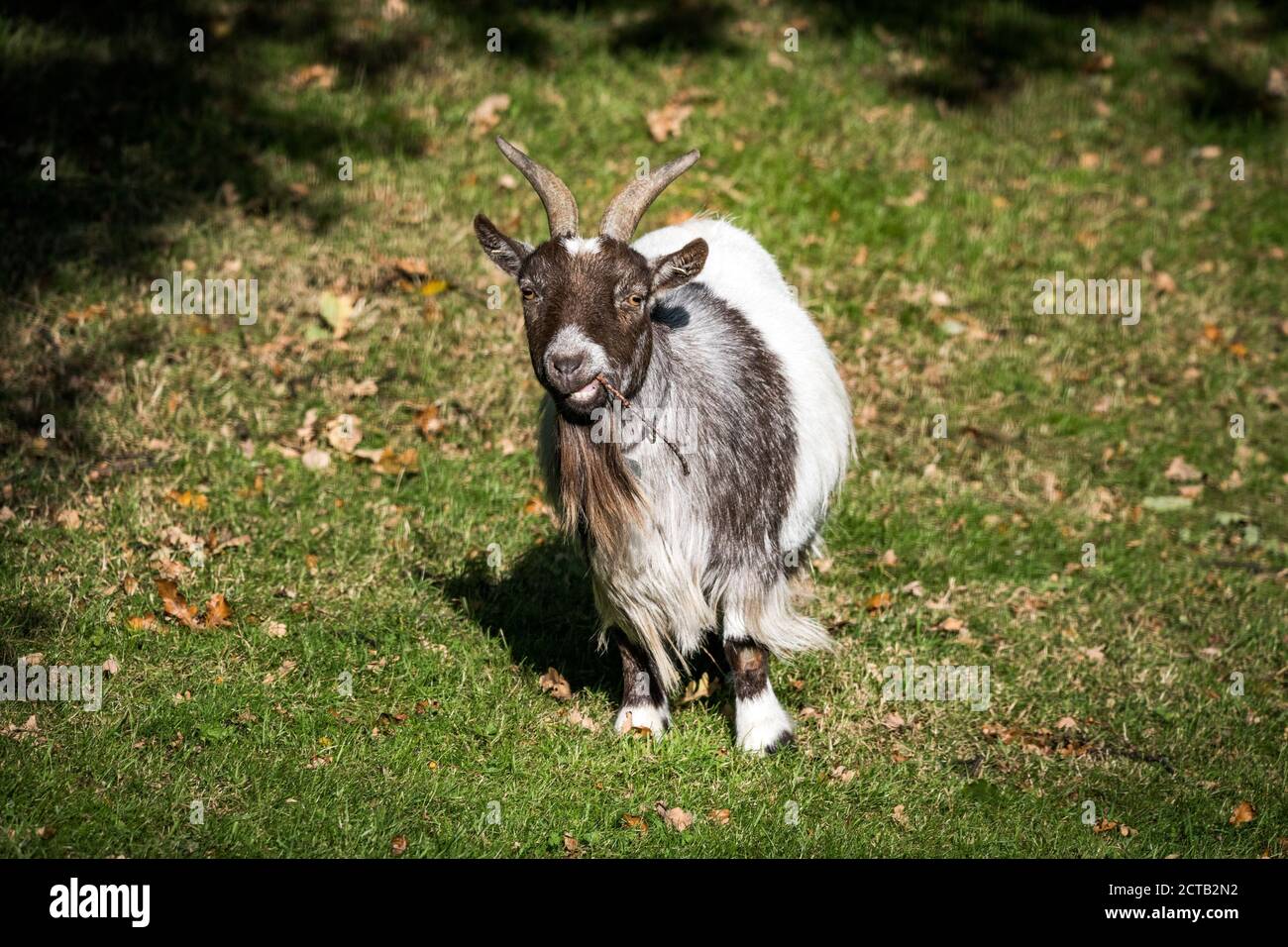 Edinburgh, UK. Mon 21 September 2020. Pygmy goats are the latest ...