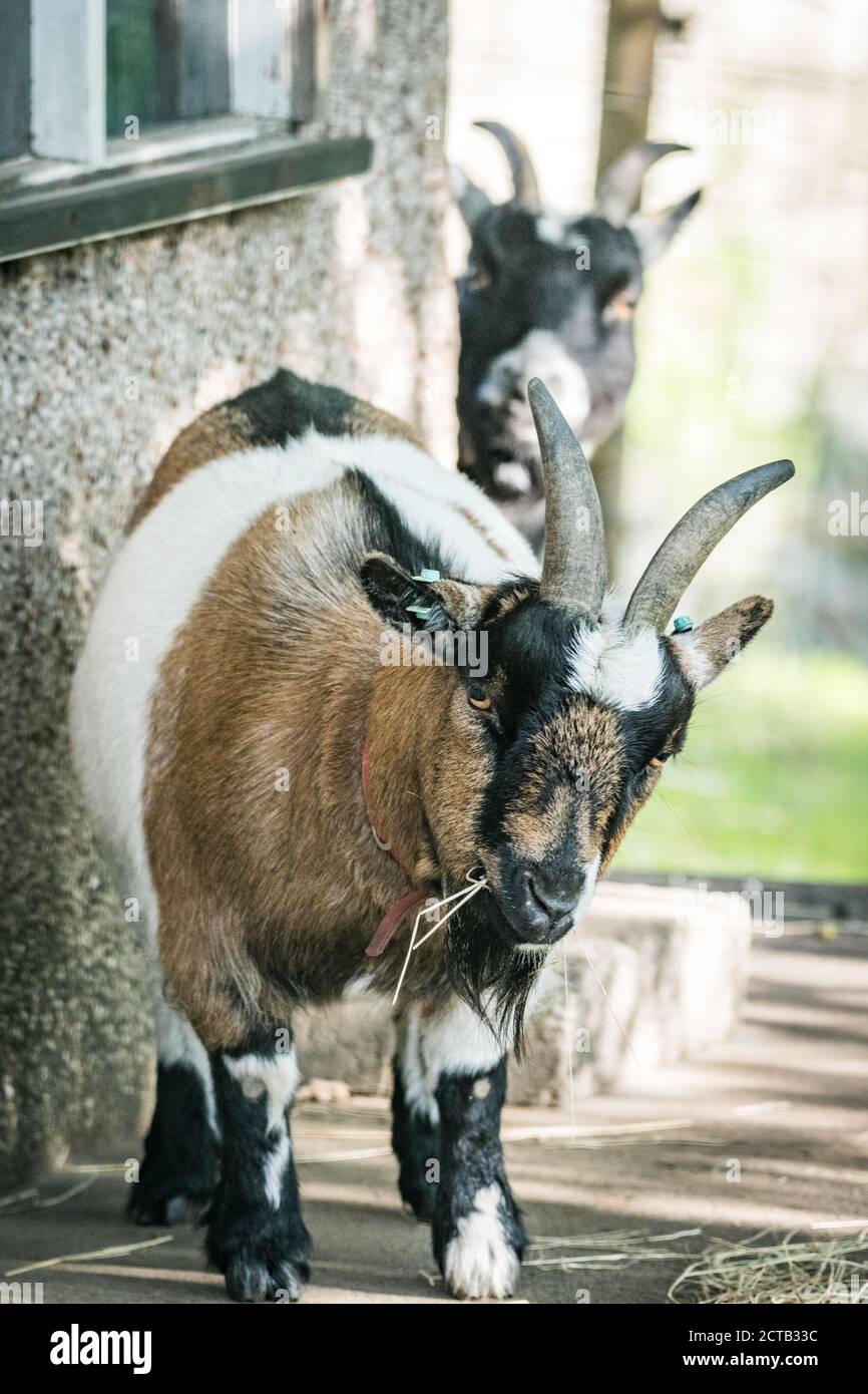 Edinburgh, UK. Mon 21 September 2020. Pygmy goats are the latest ...