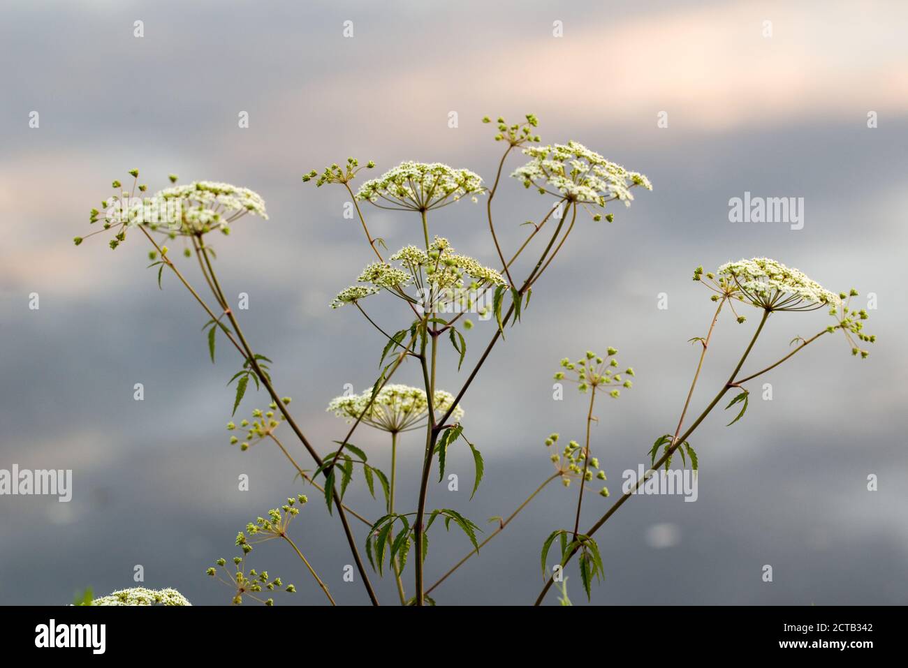 Water hemlock hi-res stock photography and images - Alamy
