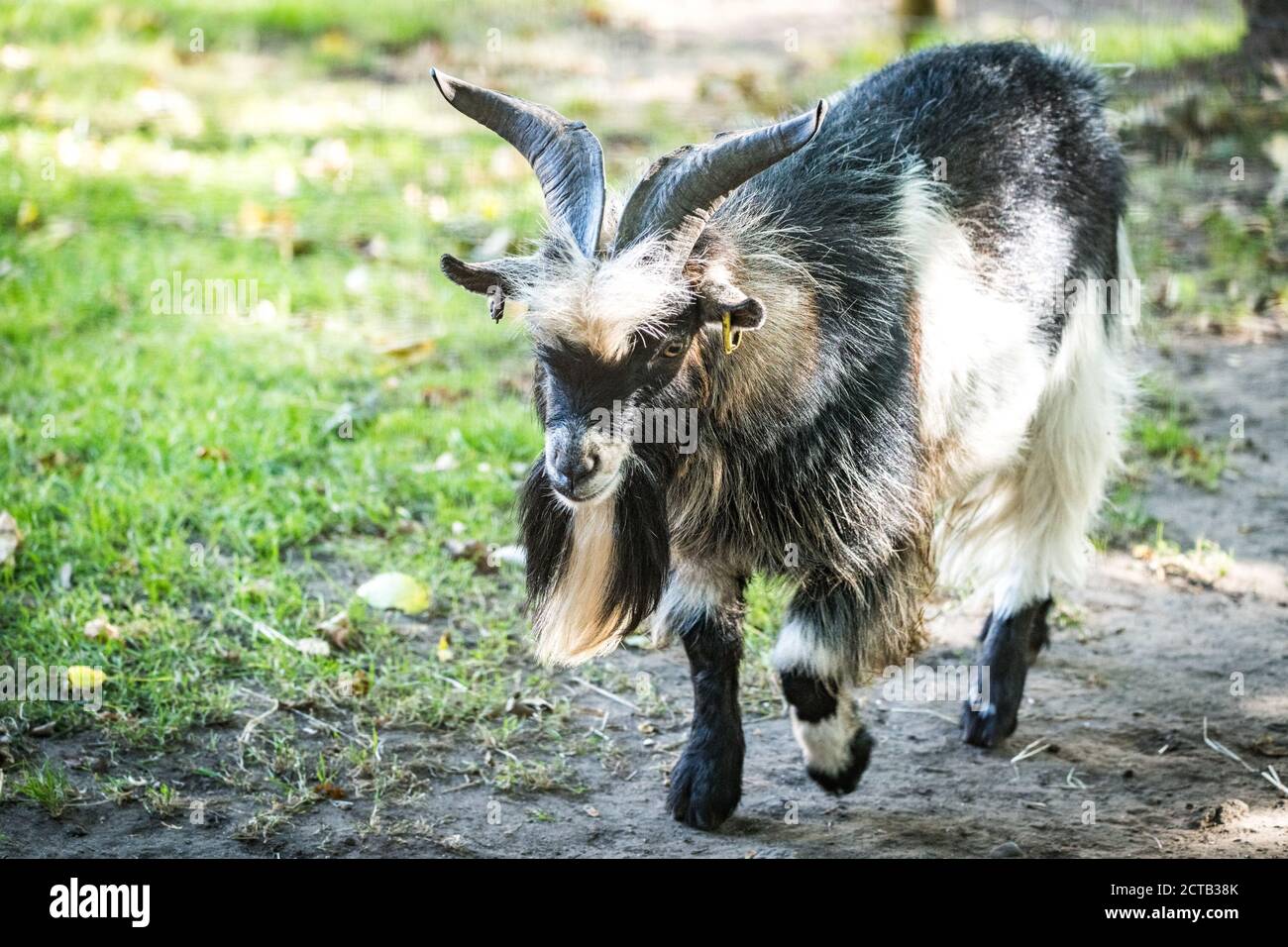 Edinburgh, UK. Mon 21 September 2020. Pygmy goats are the latest ...