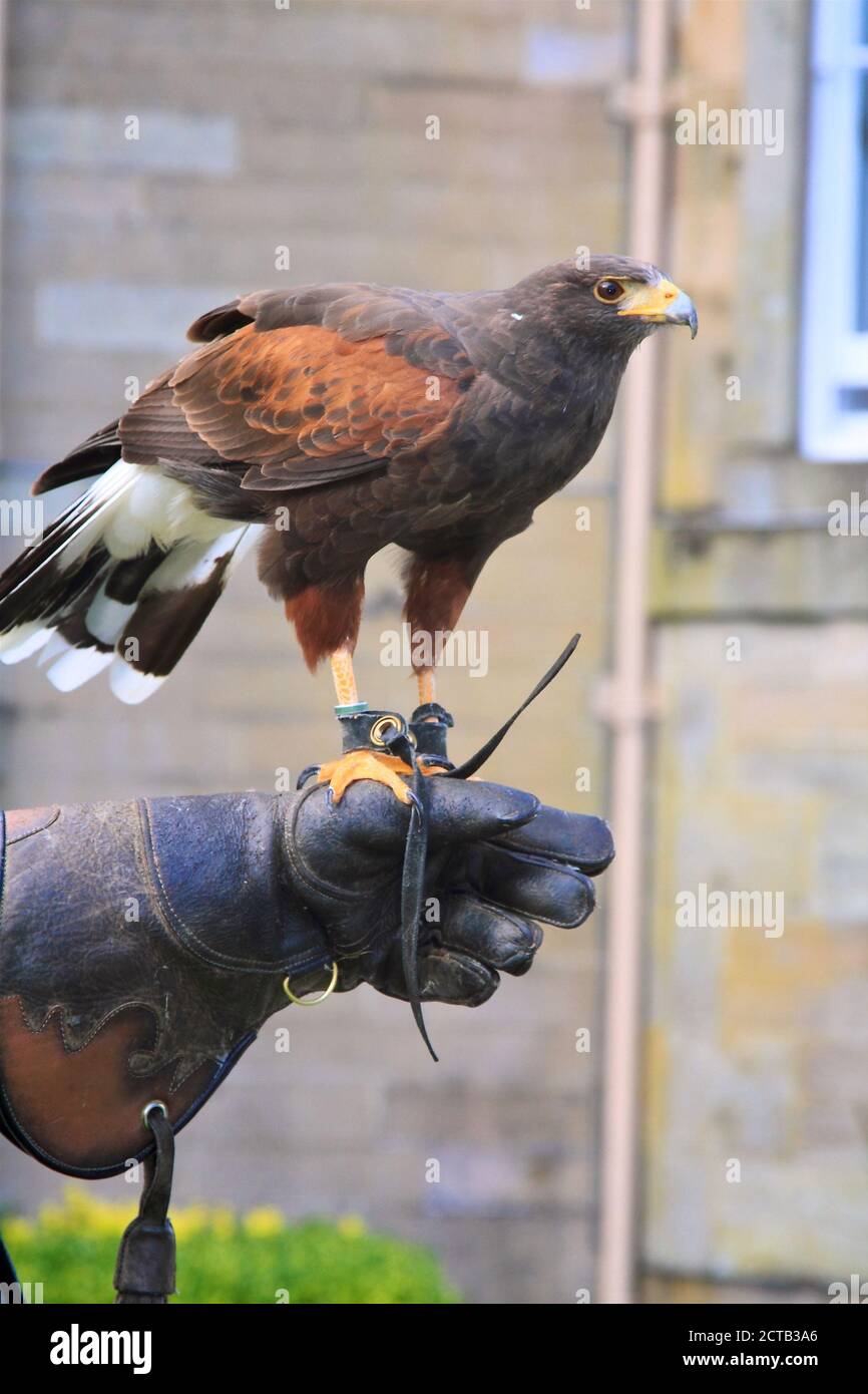 tethered raptor bird Stock Photo - Alamy