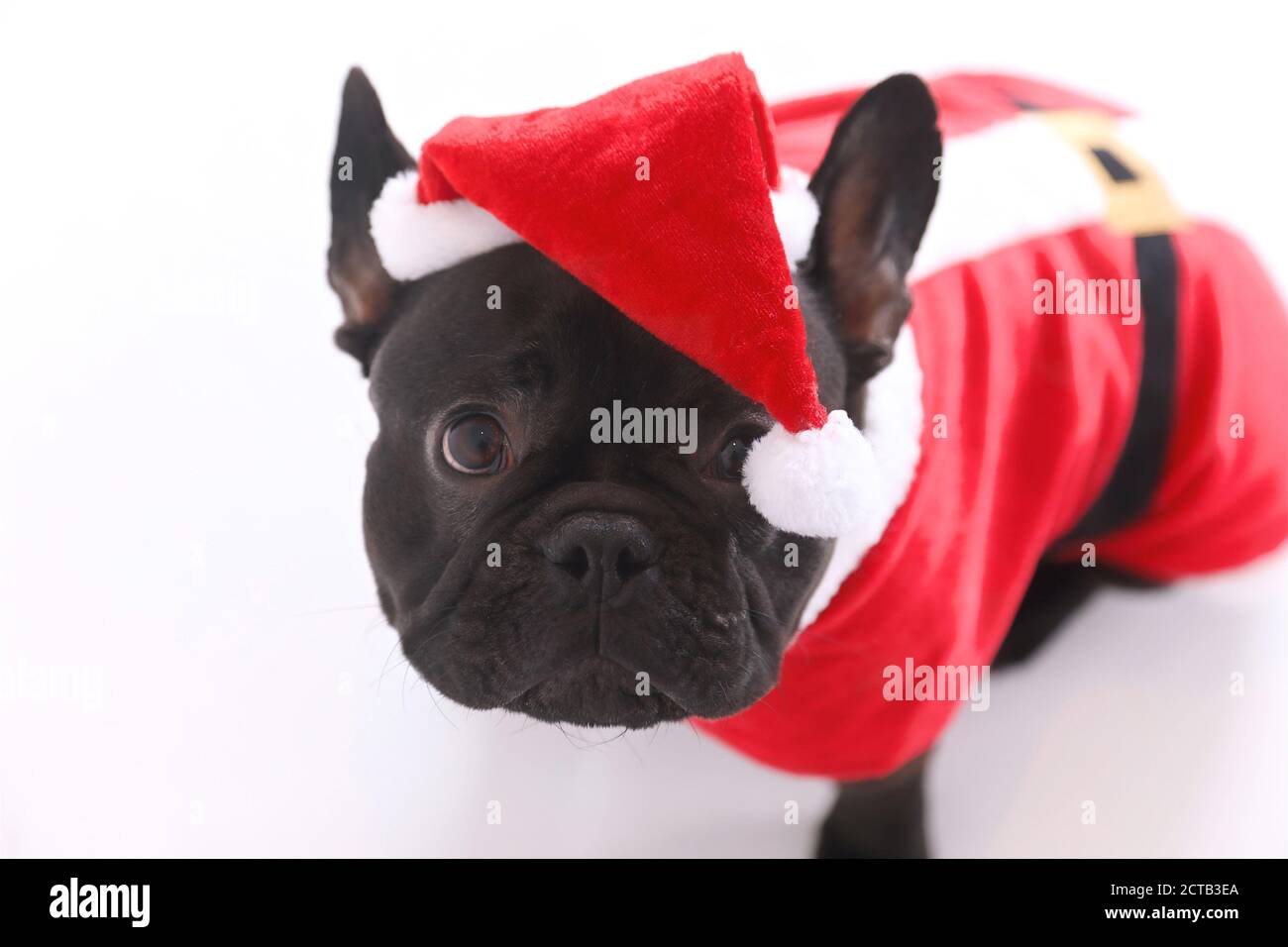 Sad dog christmas hat hi-res stock photography and images - Alamy
